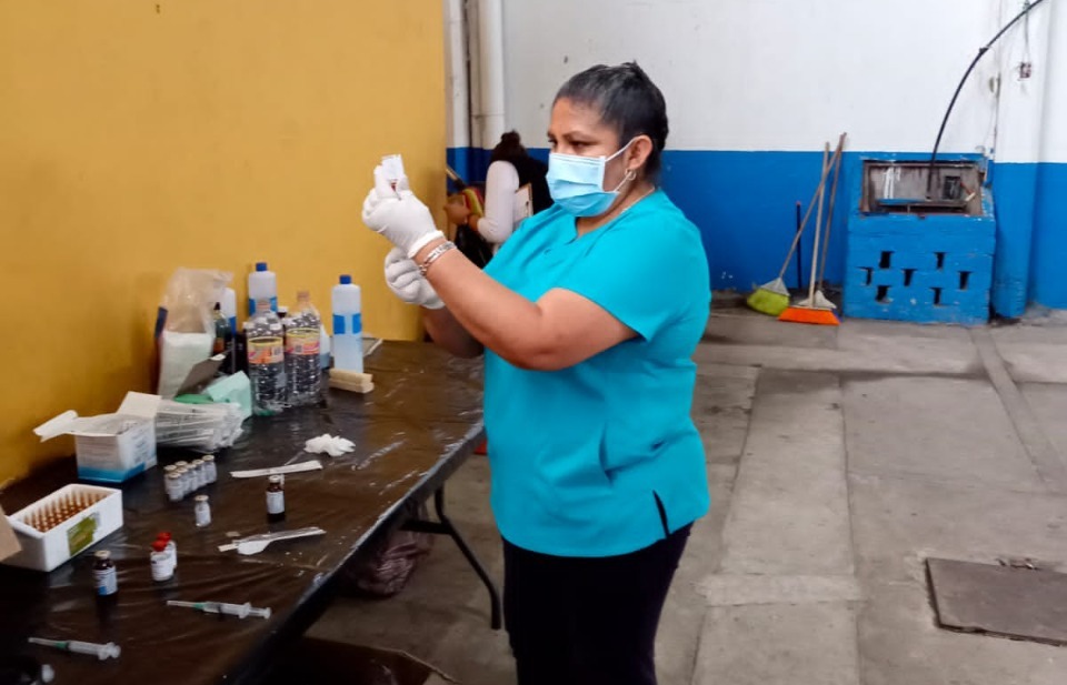 Salud Anuncia Ssm Campaña De Esterilización De Mascotas En Cherán